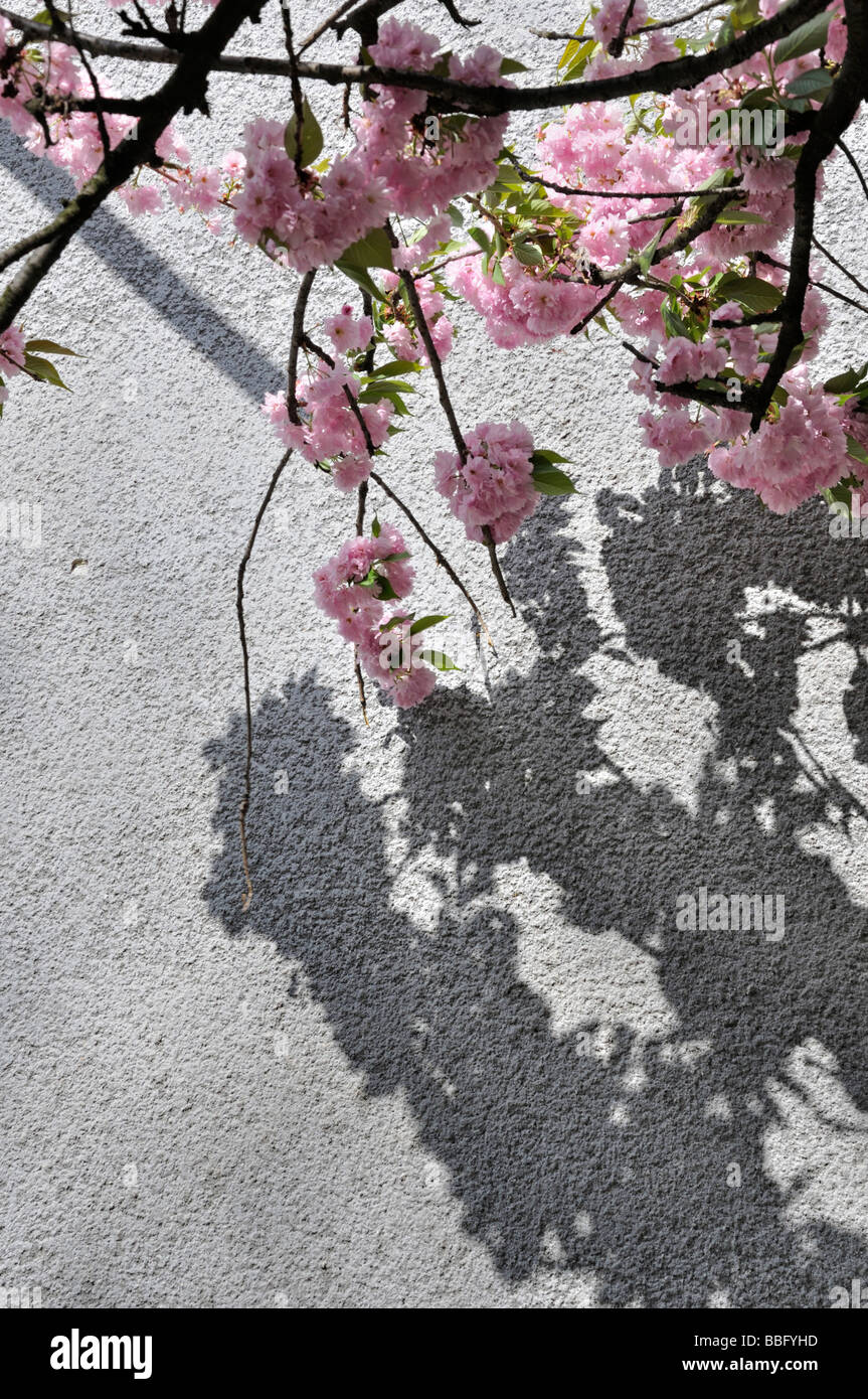 Tree shadow wall hi-res stock photography and images - Alamy