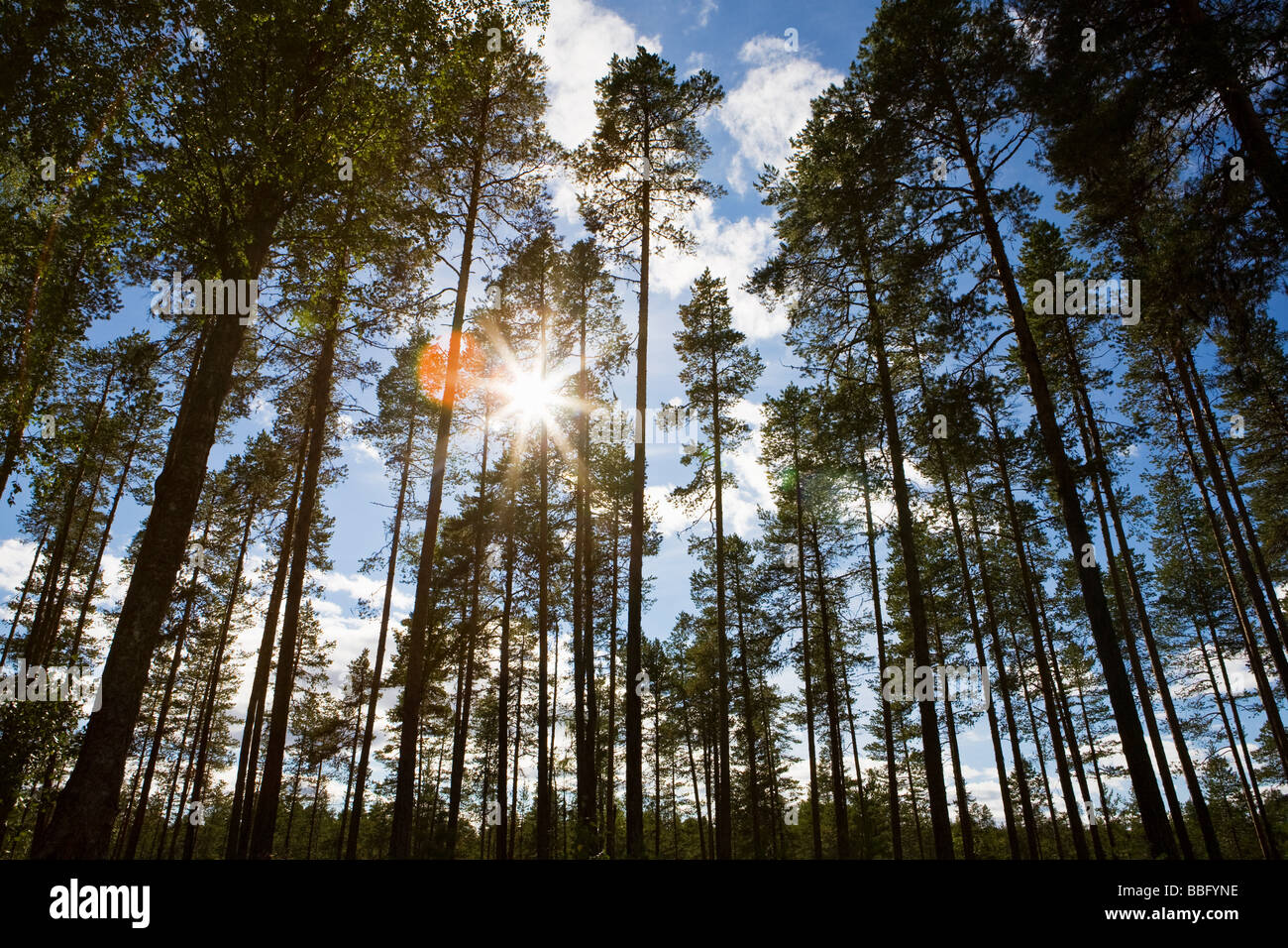 Sunlight Through Trees Stock Photos & Sunlight Through Trees Stock ...