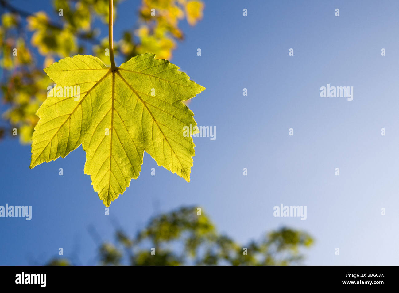 Below the maple hi-res stock photography and images - Alamy