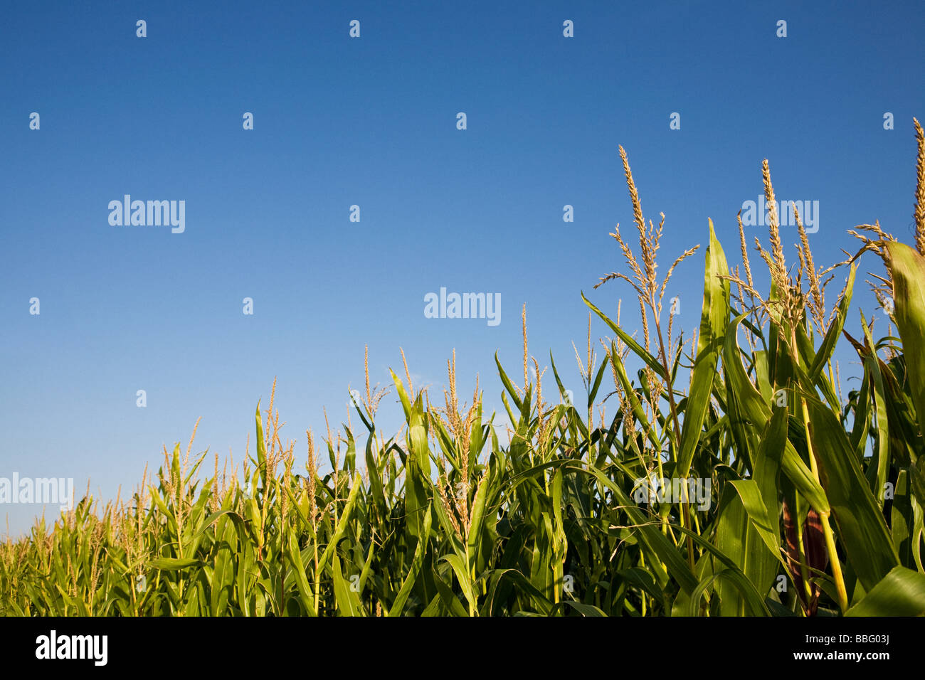 Corn field hi-res stock photography and images - Alamy