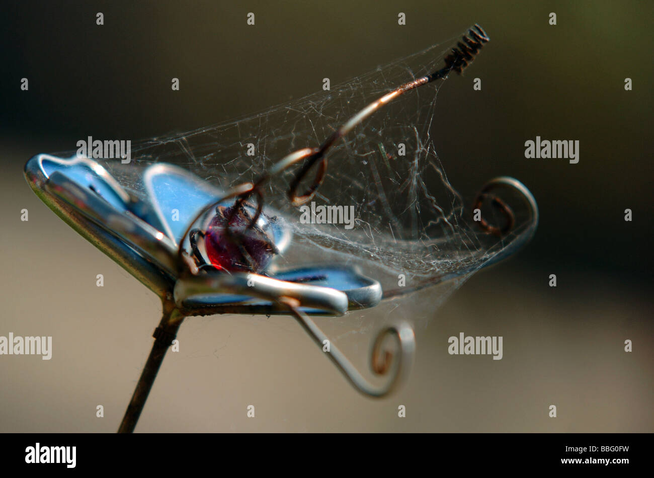 Cobweb hi-res stock photography and images - Alamy