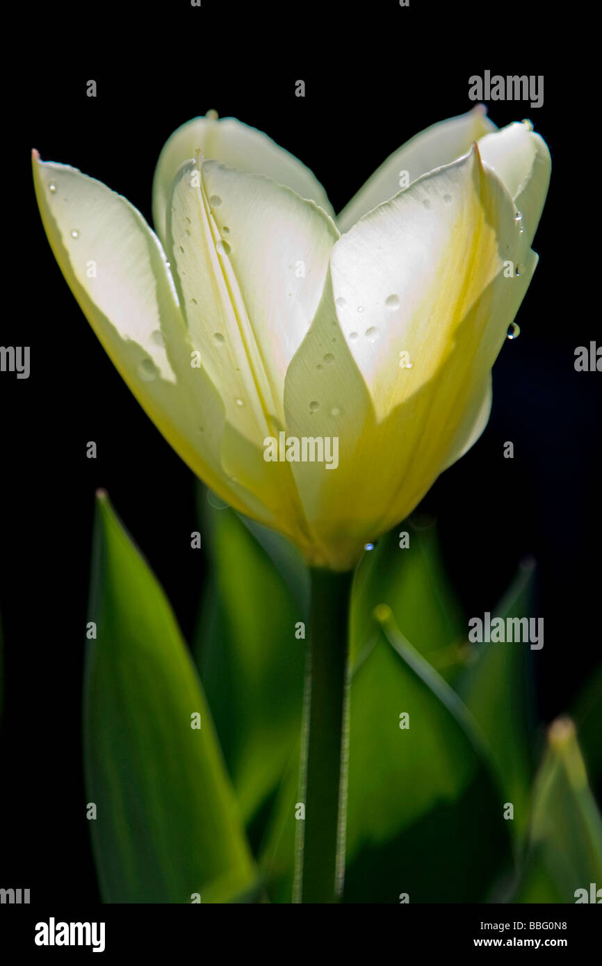 Backlit tulip hi-res stock photography and images - Alamy