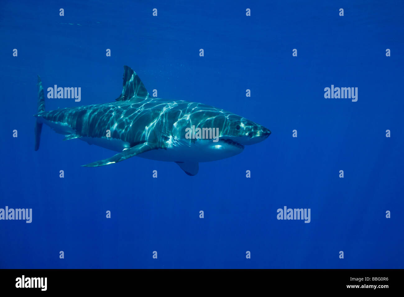 Great White Shark Side View Attack