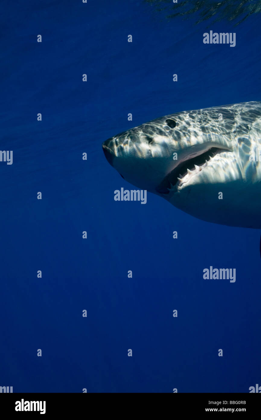 Great white shark side view hi-res stock photography and images - Alamy