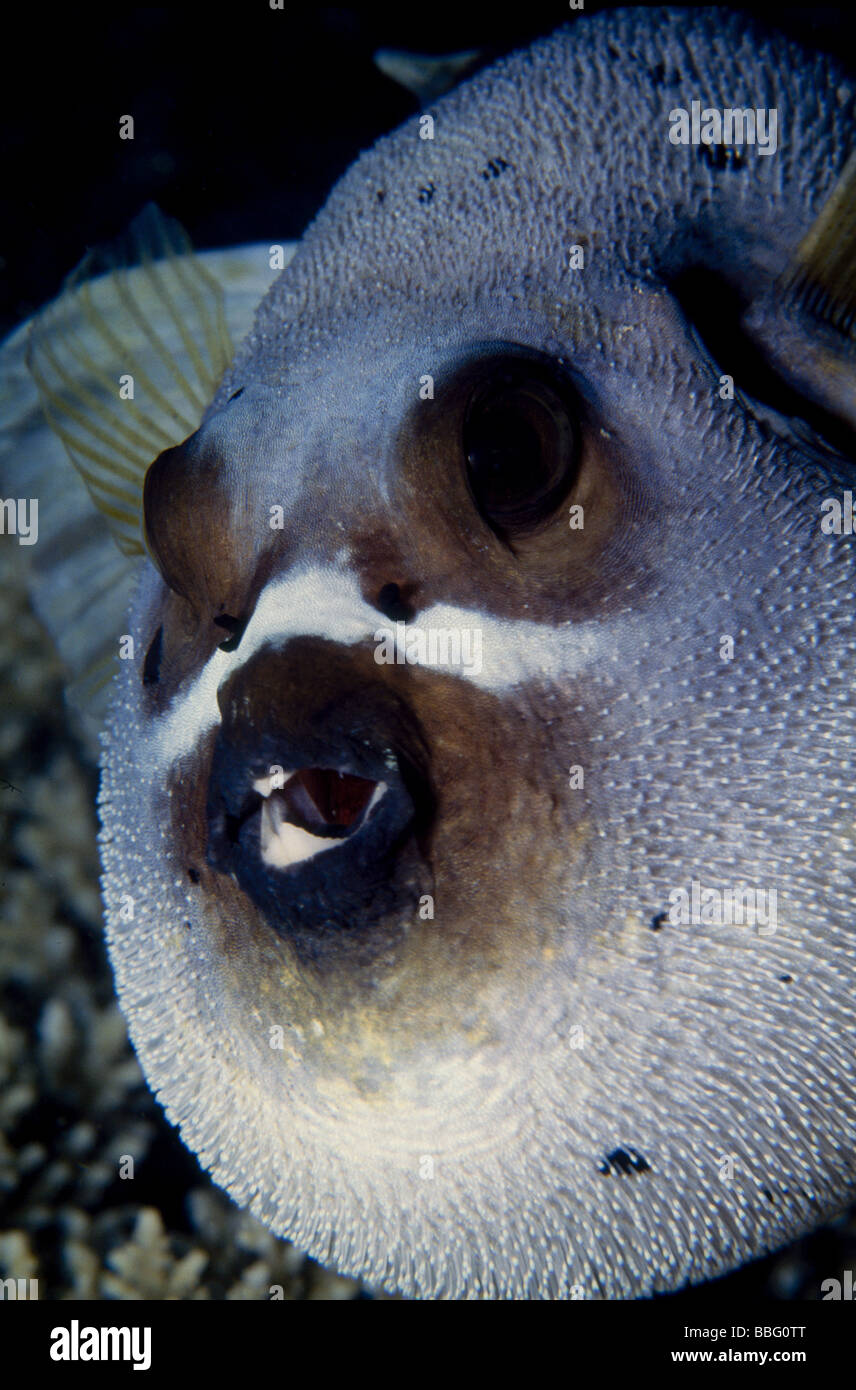 Balloon pufferfish hi-res stock photography and images - Alamy