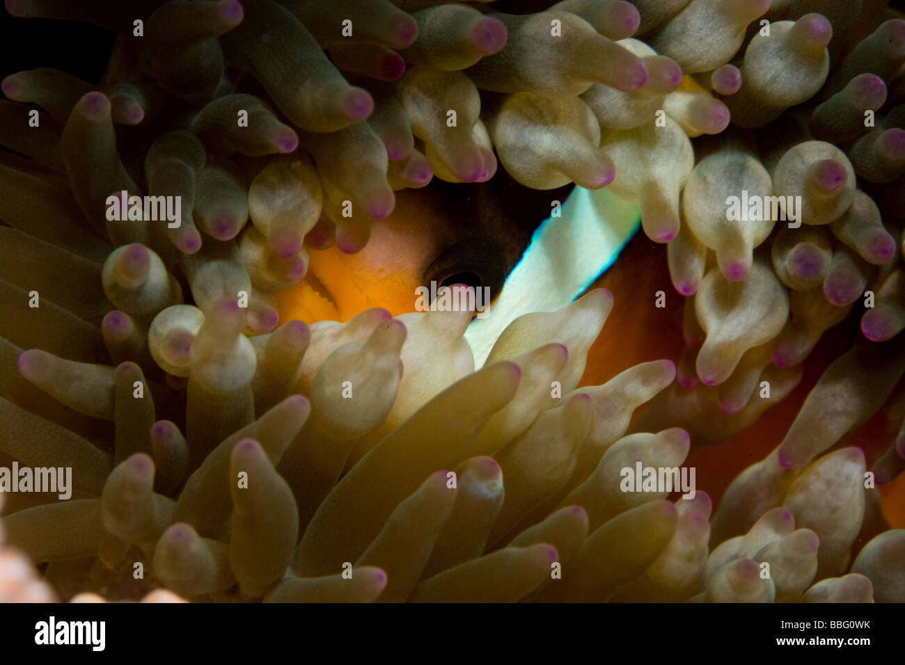 Close up sea anemone mouth hi-res stock photography and images - Alamy