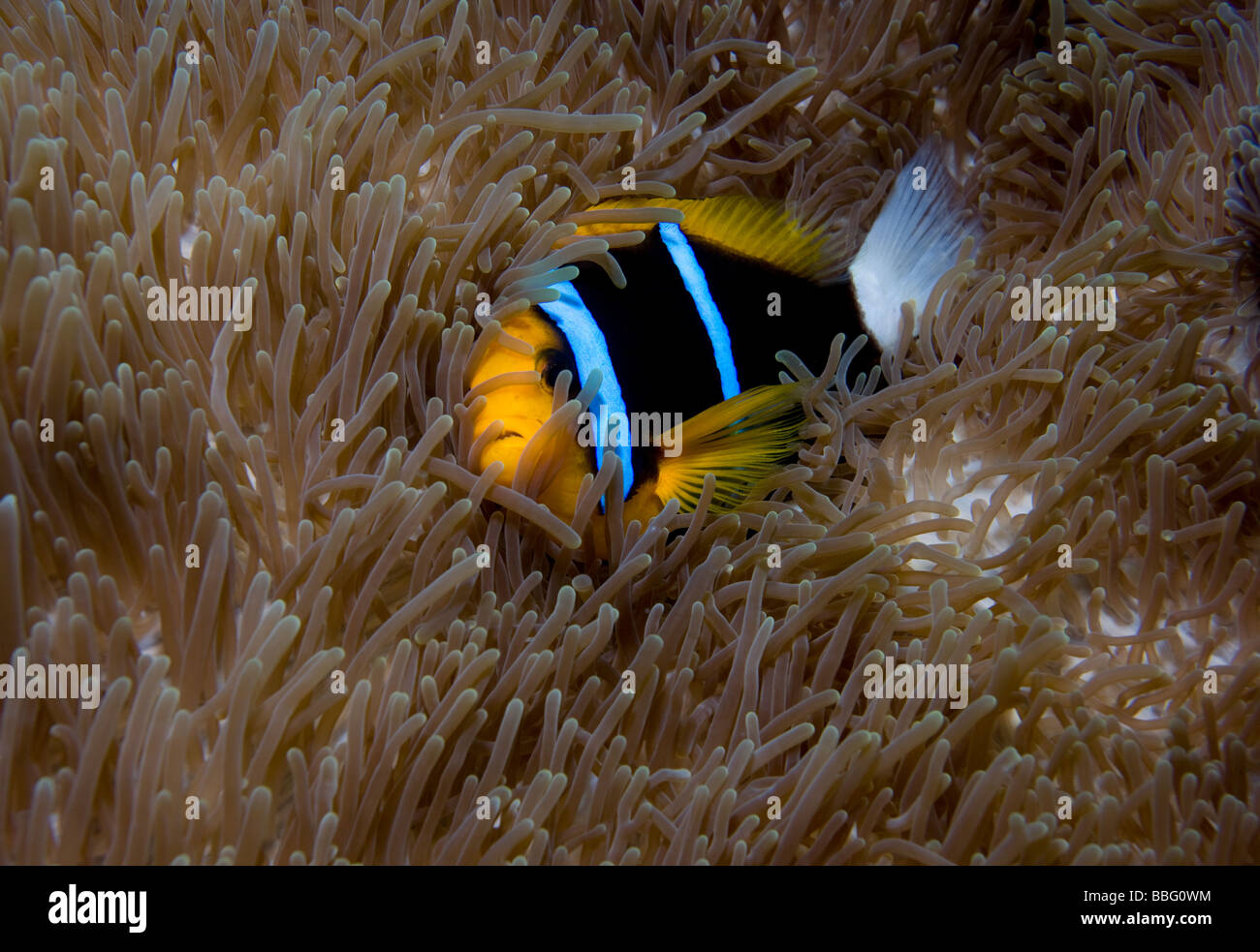 Great barrier reef sea anemone hi-res stock photography and images - Alamy