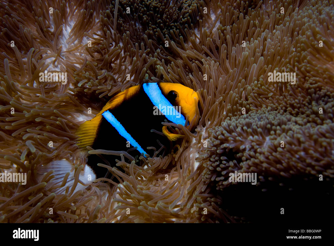 Great barrier reef sea anemone hi-res stock photography and images - Alamy