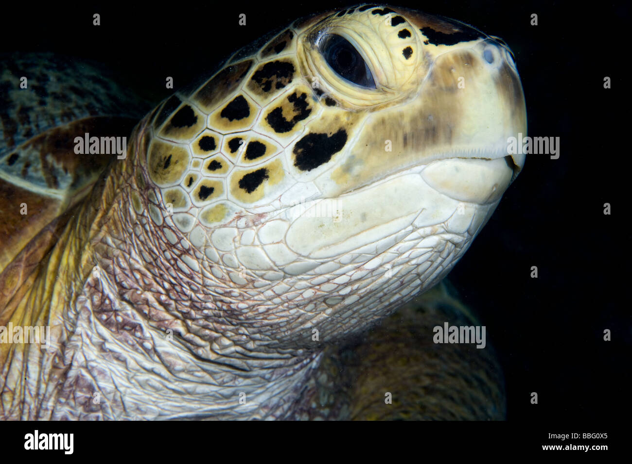 Close up face green sea turtle hi-res stock photography and images - Alamy