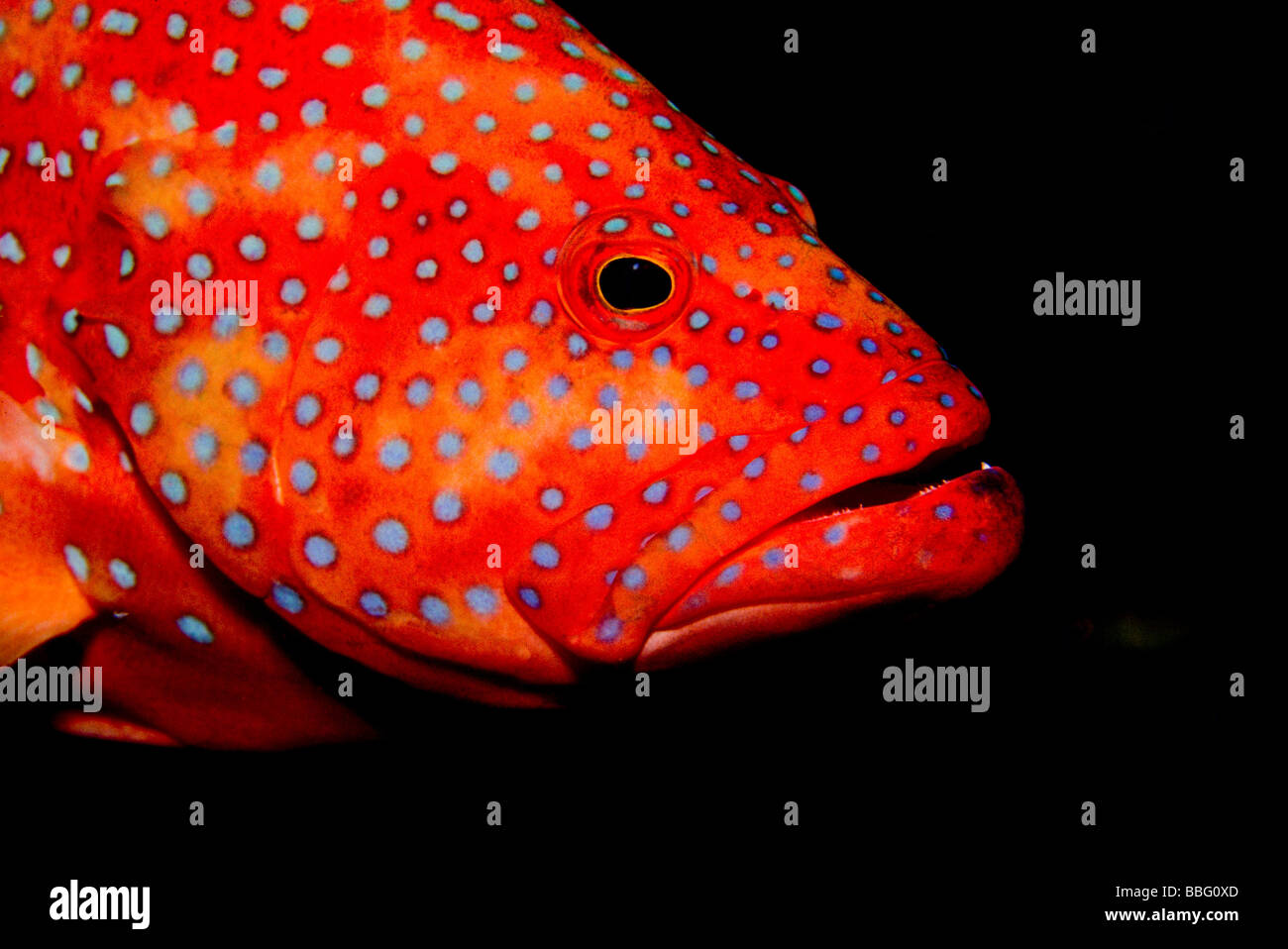 Orange spotted grouper hi-res stock photography and images - Alamy