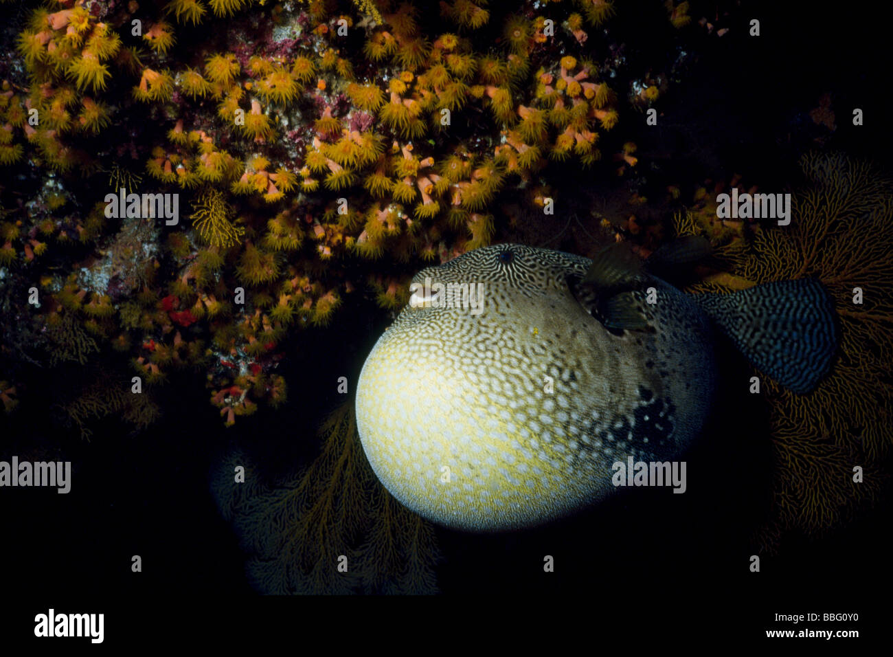 Balloon pufferfish hi-res stock photography and images - Alamy