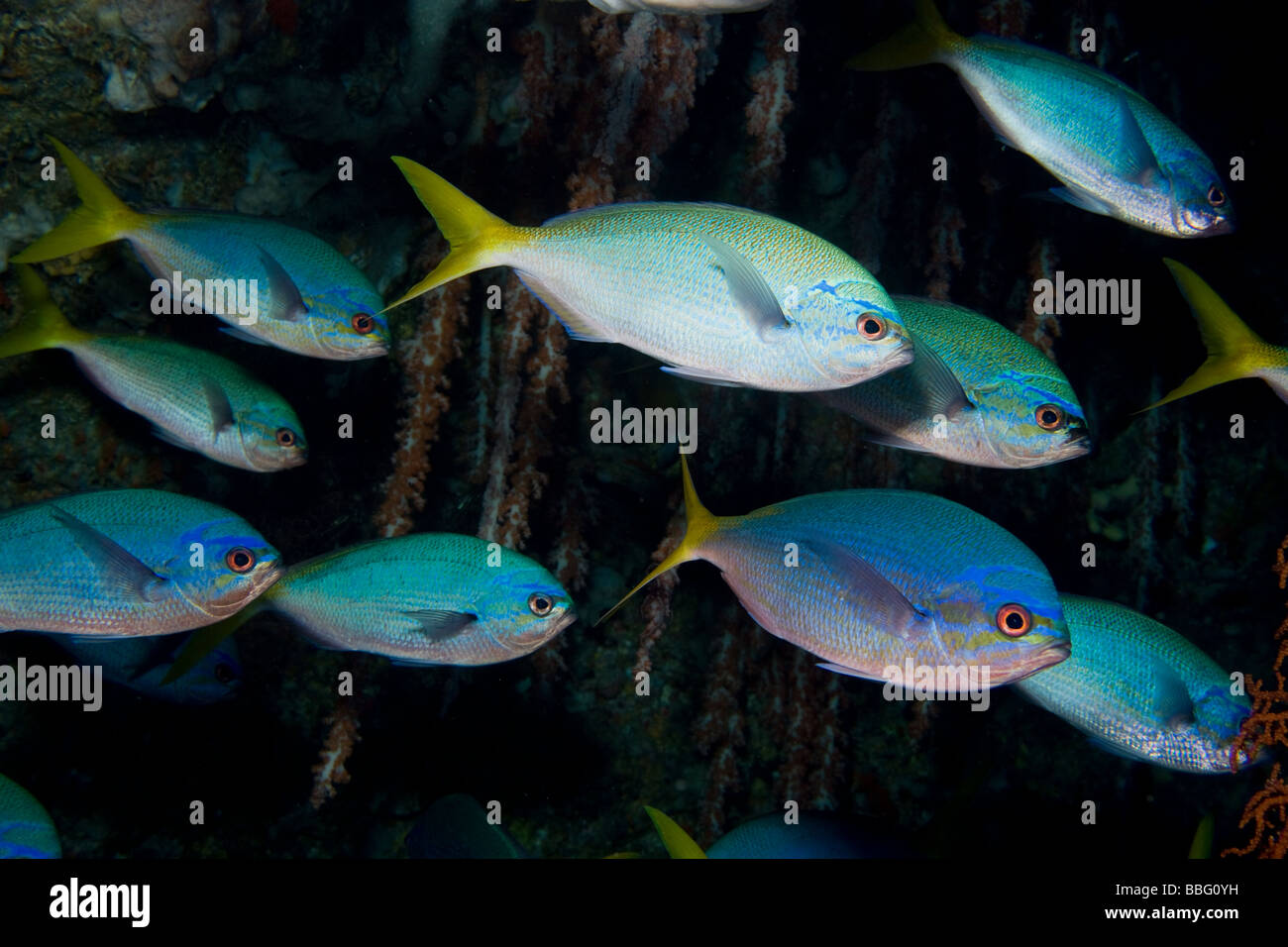 Schooling fish species hi-res stock photography and images - Alamy