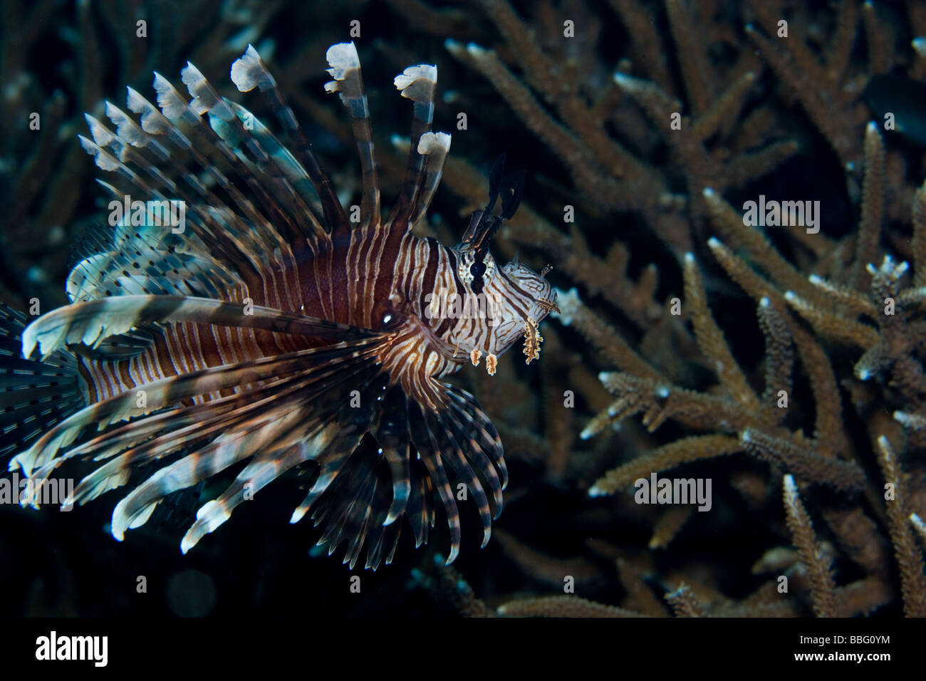 Lionfish side hi-res stock photography and images - Alamy