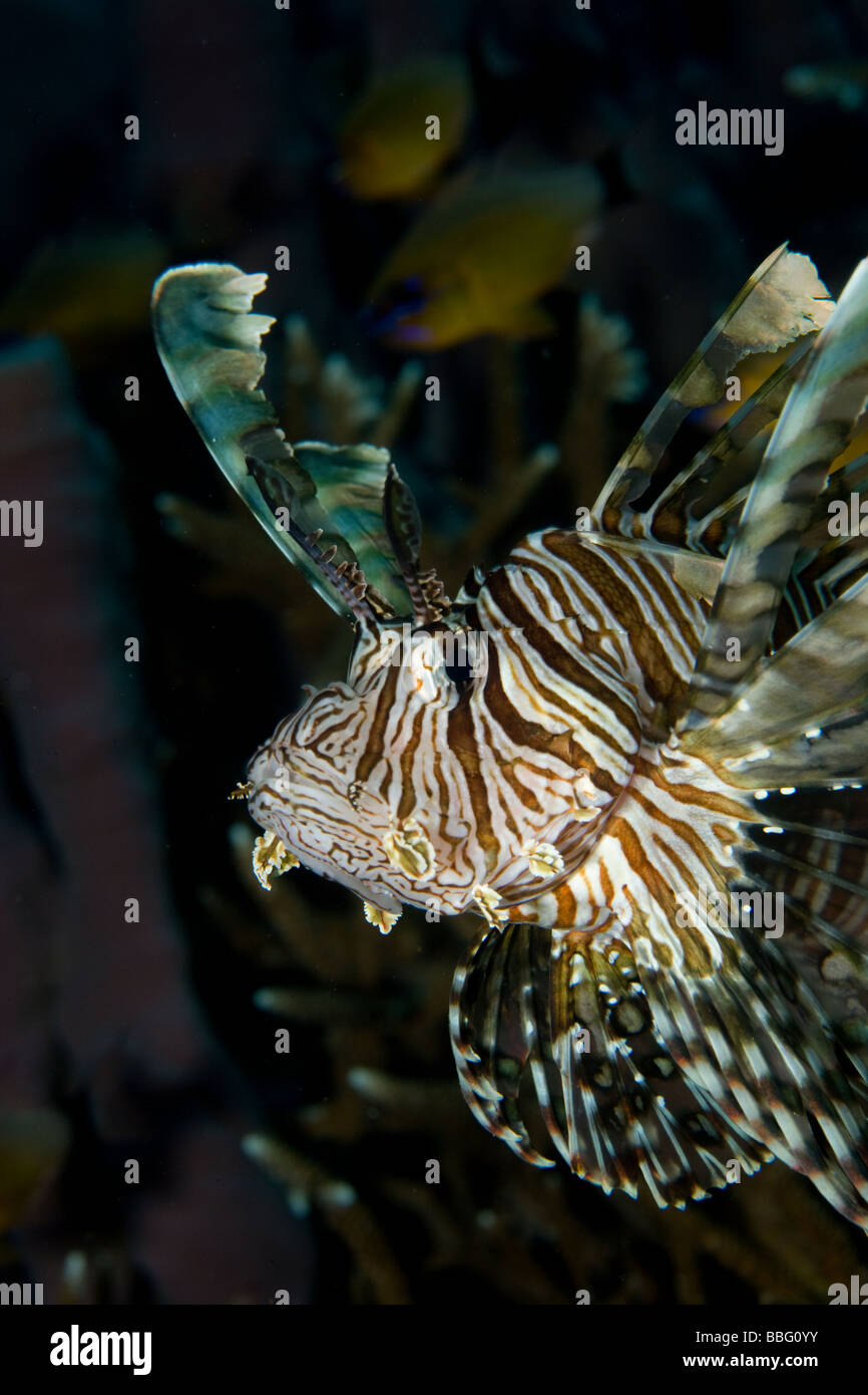Lionfish side hi-res stock photography and images - Alamy