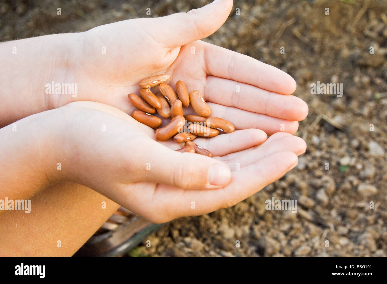 Vegetable seeds hi-res stock photography and images - Alamy