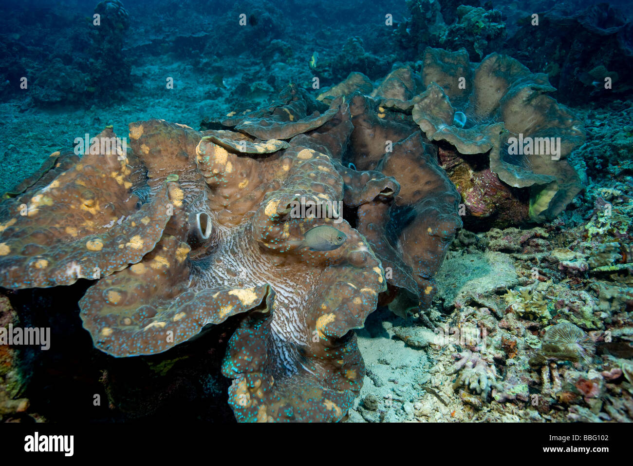 Giant clams hi-res stock photography and images - Alamy