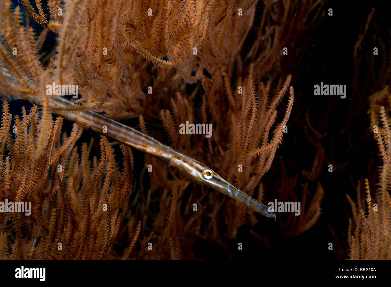 Trumpetfish in gorgonian Stock Photo - Alamy