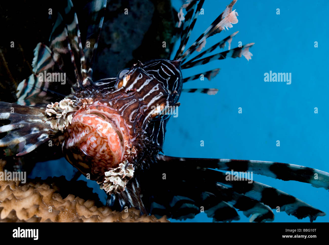 Striped lionfish or lionfish hi-res stock photography and images - Alamy