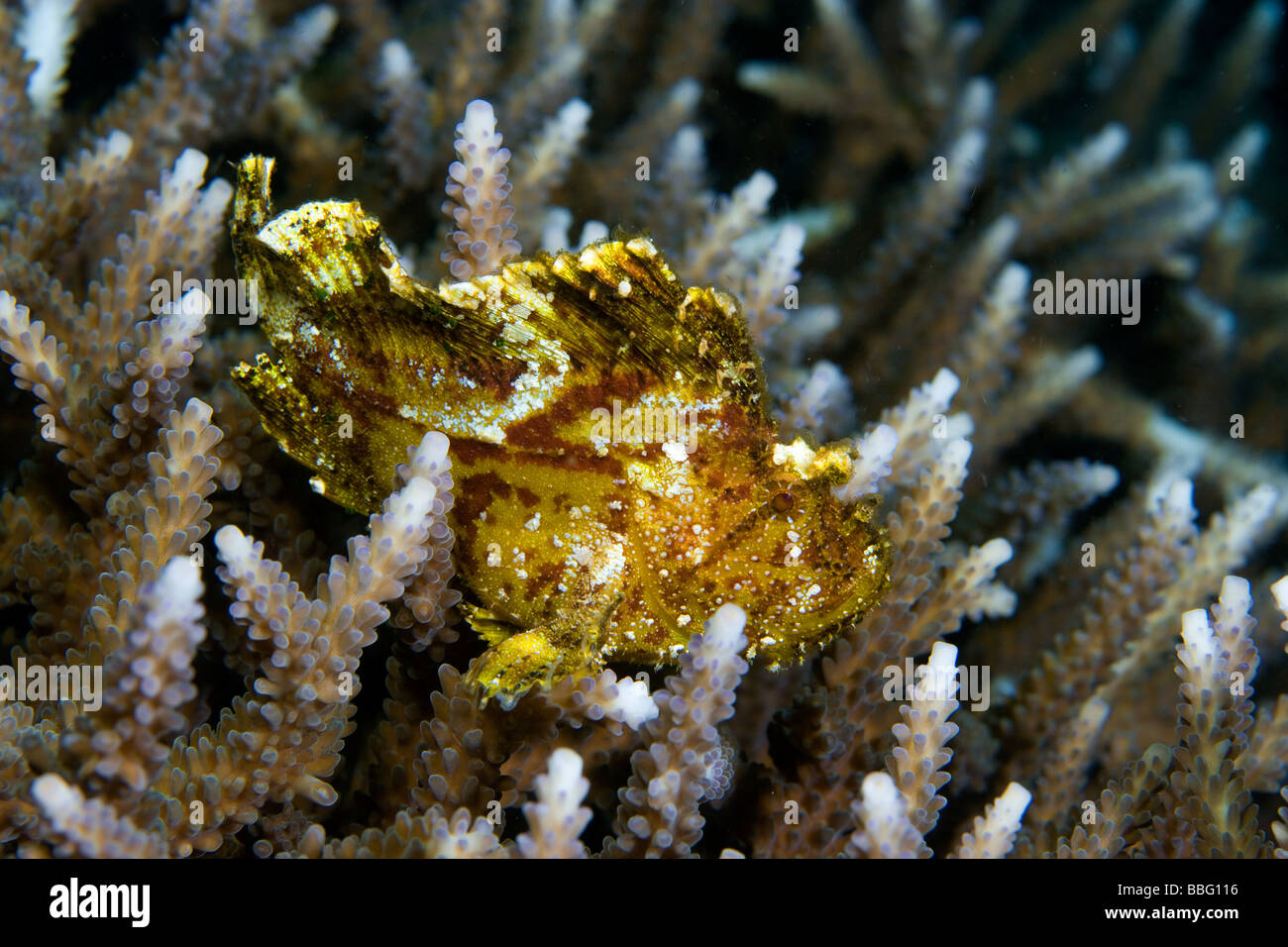 Leaf coral hi-res stock photography and images - Alamy