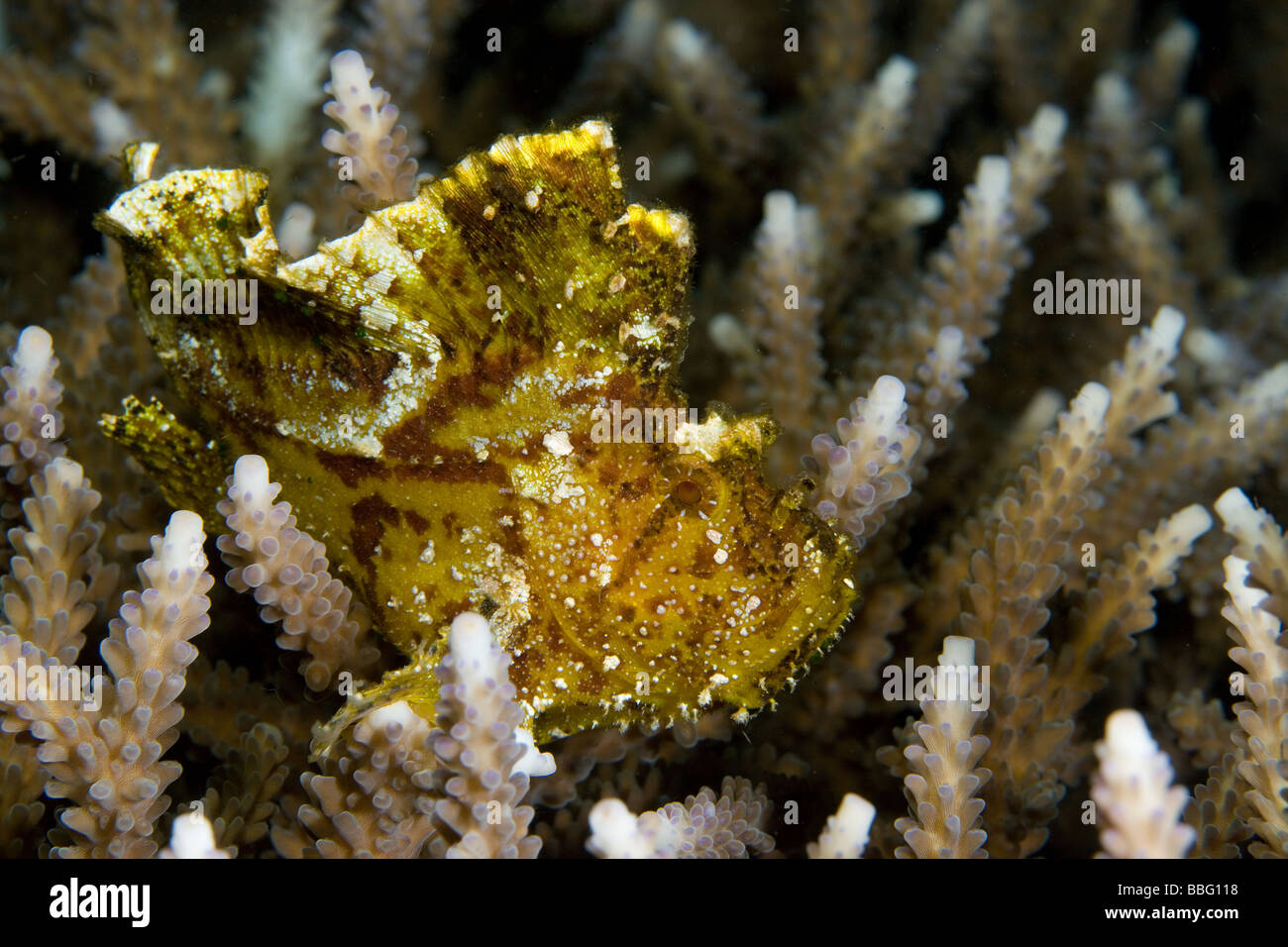 Leaf coral hi-res stock photography and images - Alamy