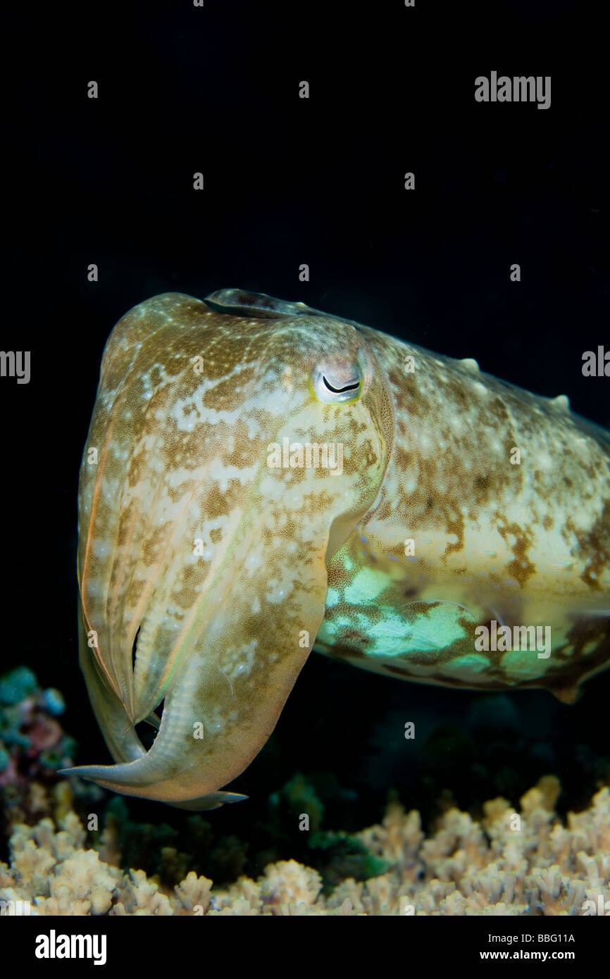 Close-up of cuttlefish Stock Photo - Alamy