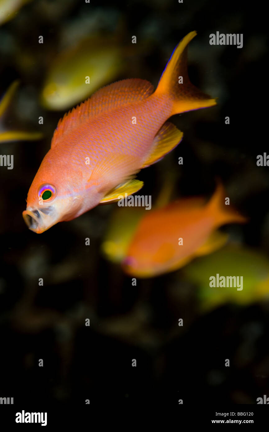 Gathering salt hi-res stock photography and images - Alamy