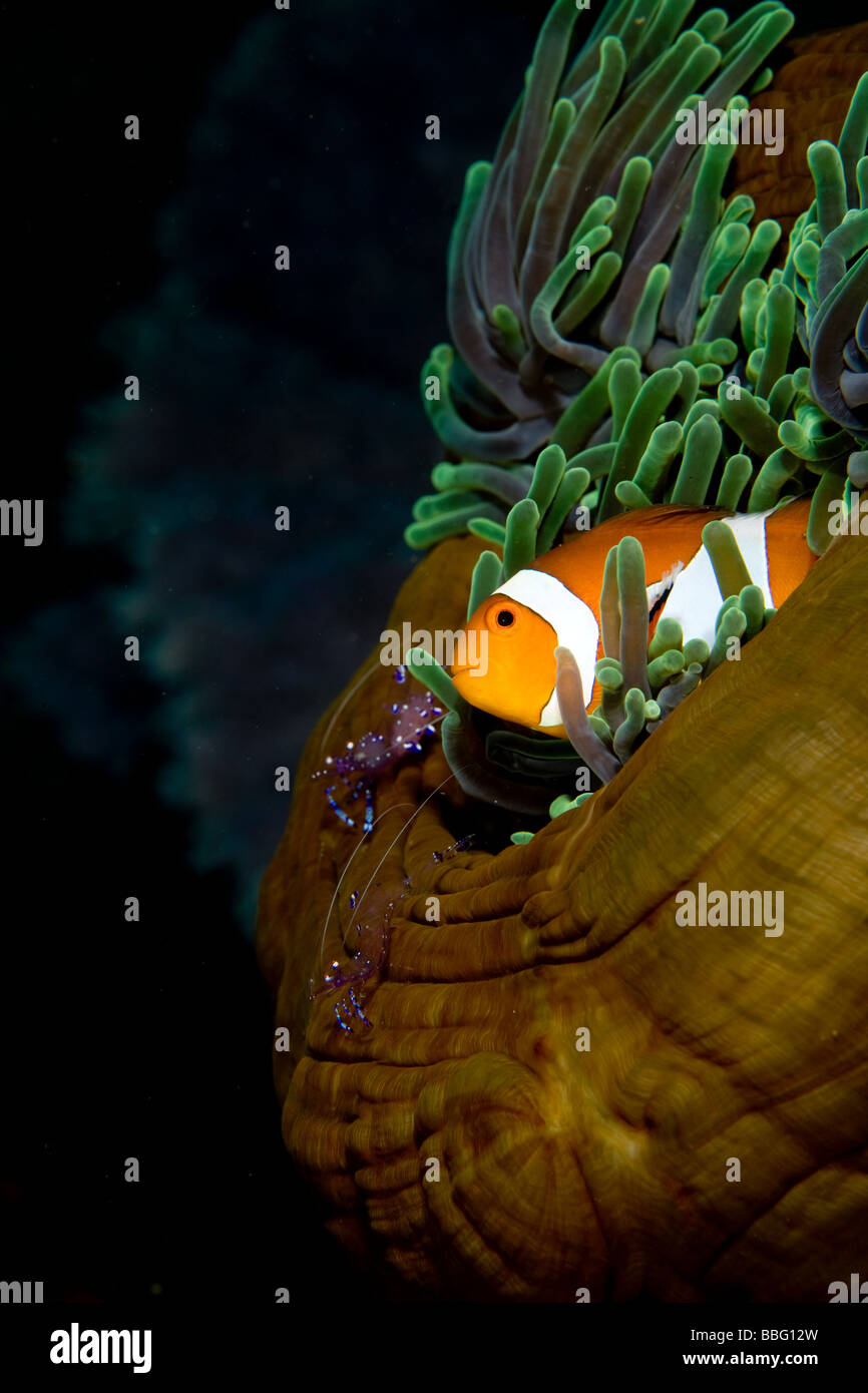Cute anemonefish hi-res stock photography and images - Alamy