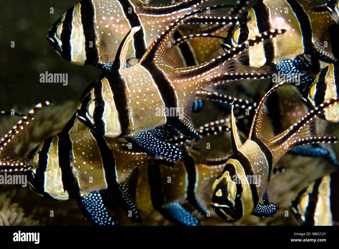 Banggai cardinalfish in school Stock Photo - Alamy
