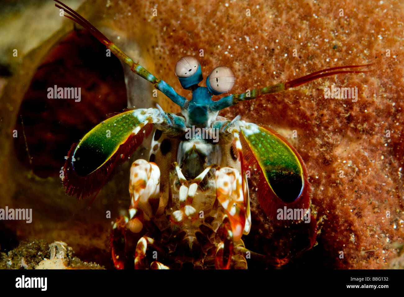 Mantis shrimp up close hi-res stock photography and images - Alamy
