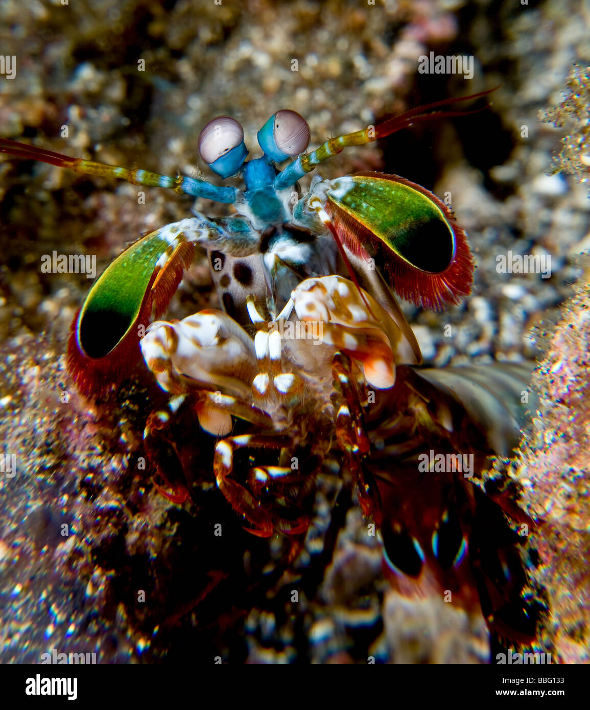 Close-up of Mantis Shrimp Stock Photo - Alamy
