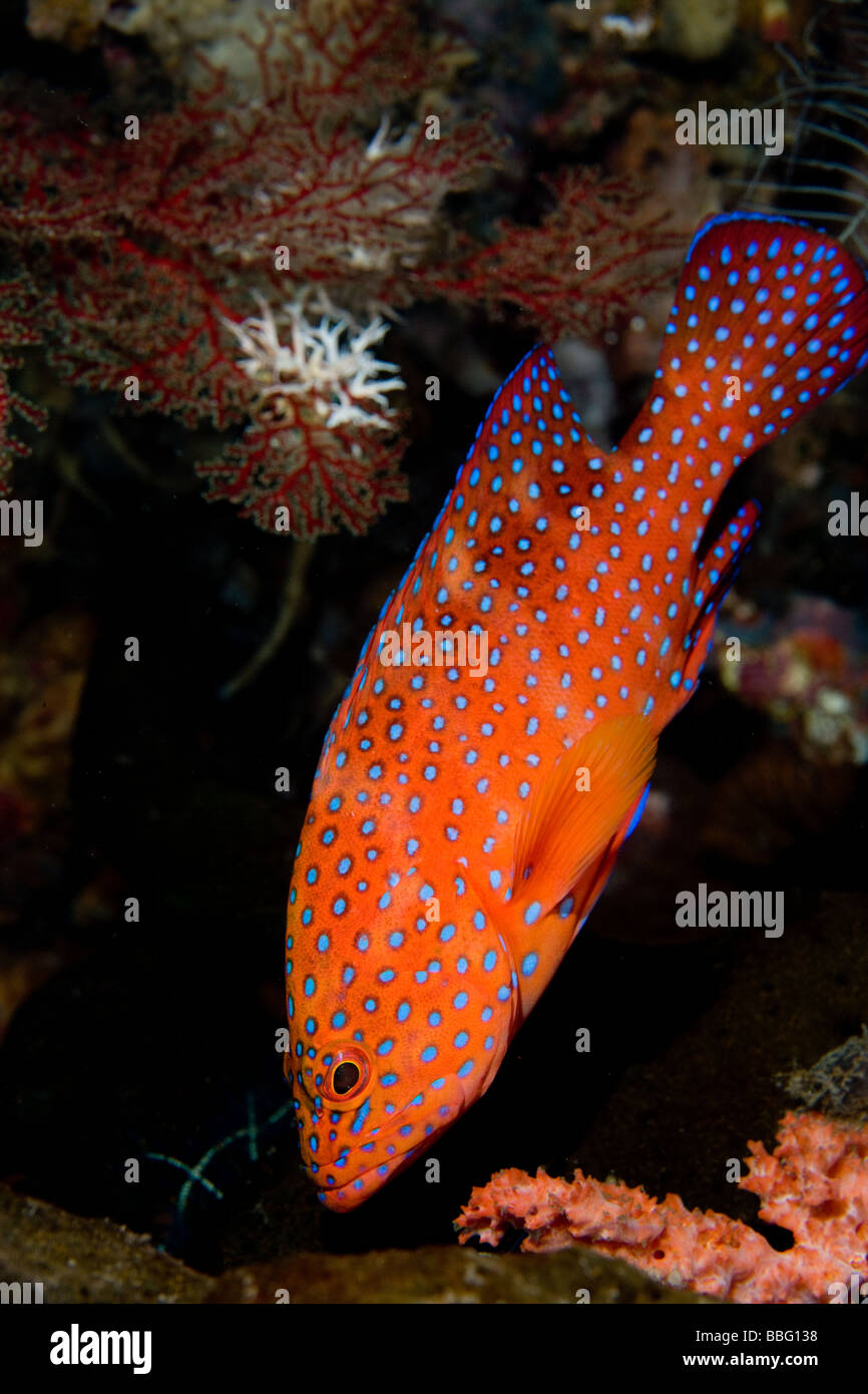 Coral grouper on the reef Stock Photo - Alamy