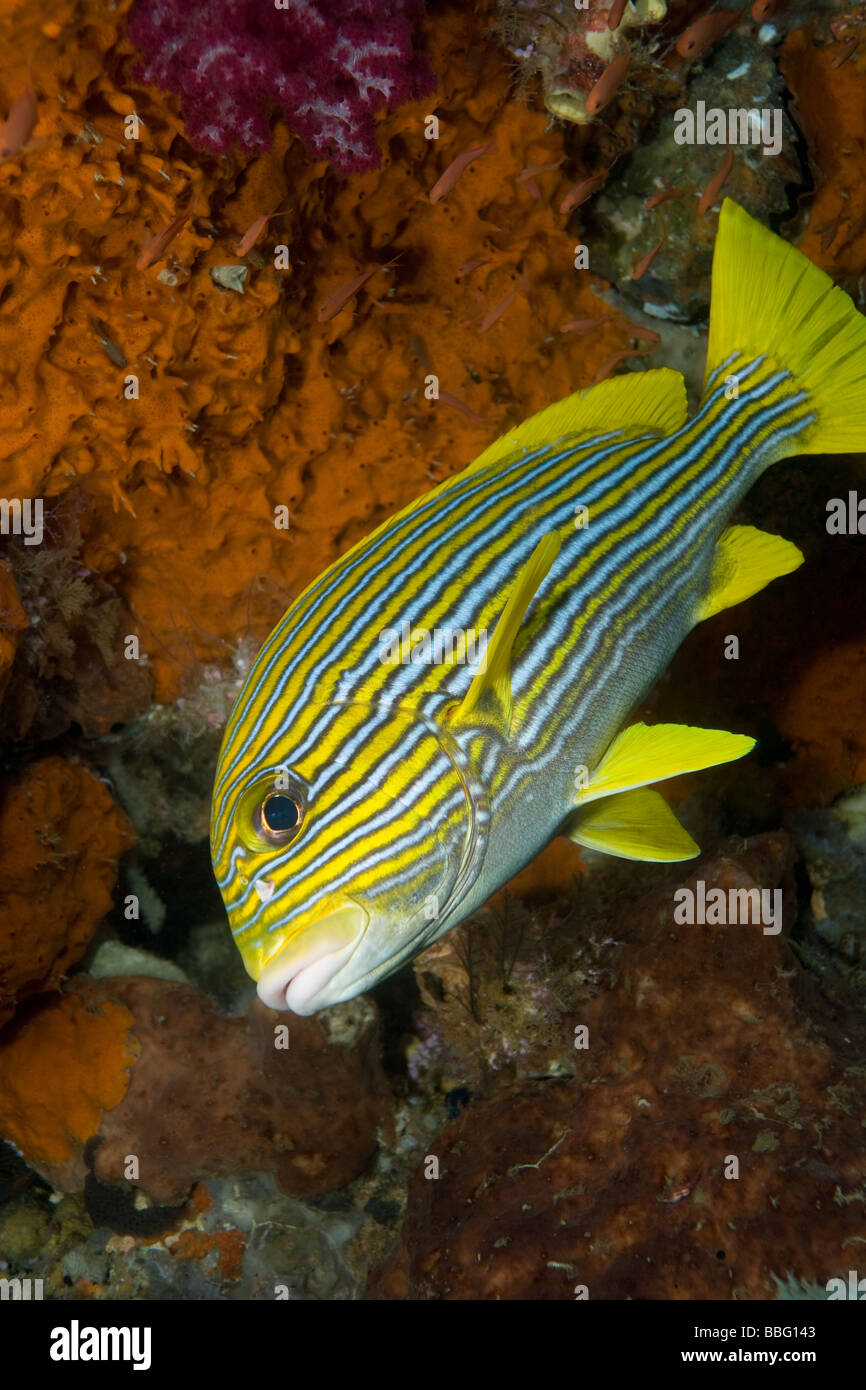 Asian ribbon fish hi-res stock photography and images - Alamy