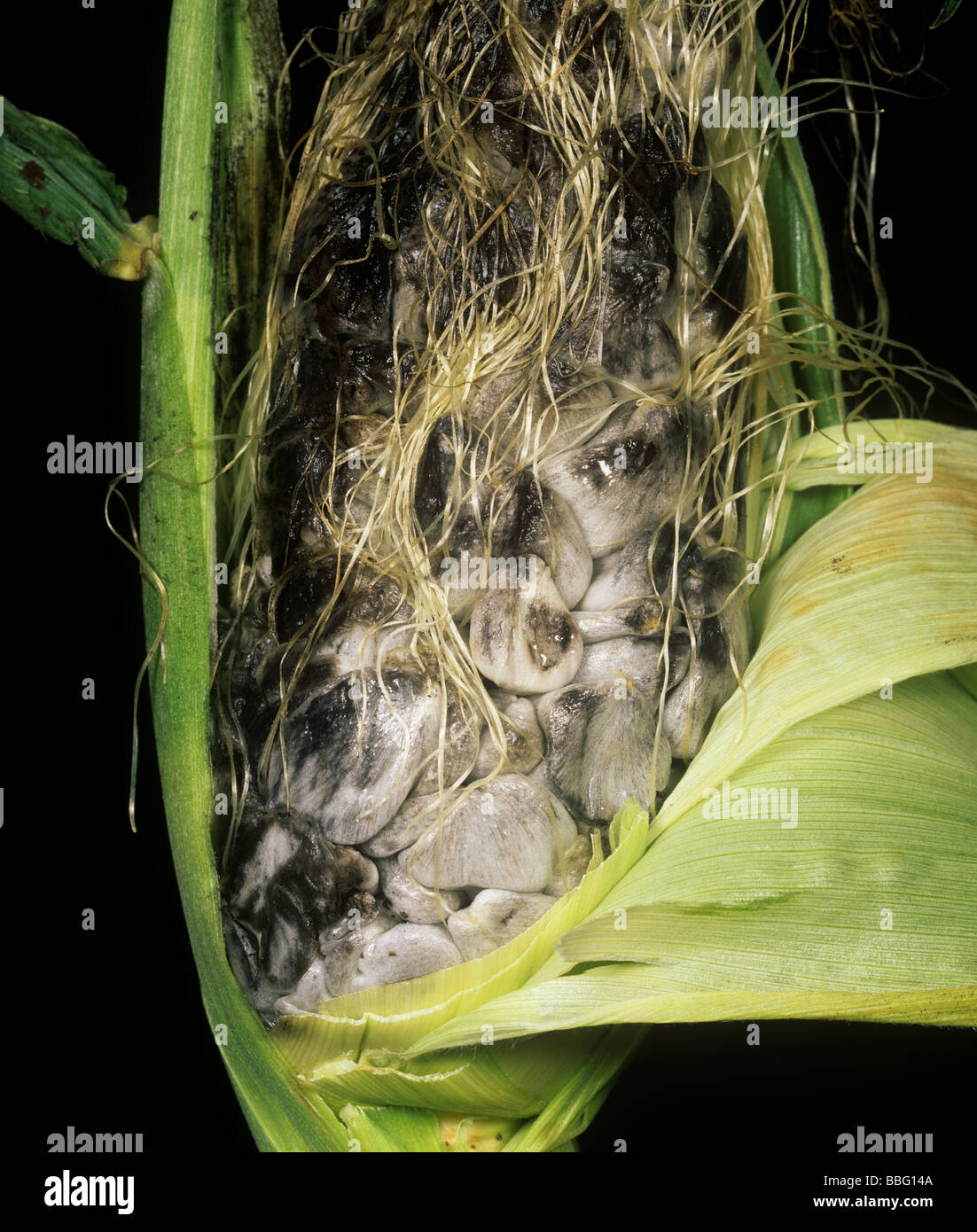 Maize smut Ustilago maydis diseased corn cob with deformed grains Stock ...