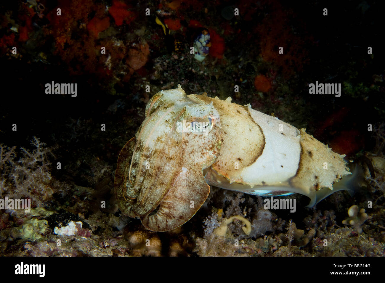 Close-up of cuttlefish Stock Photo - Alamy