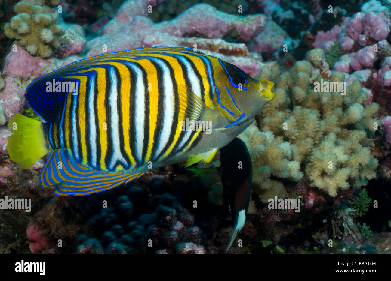 Regal animals hi-res stock photography and images - Alamy