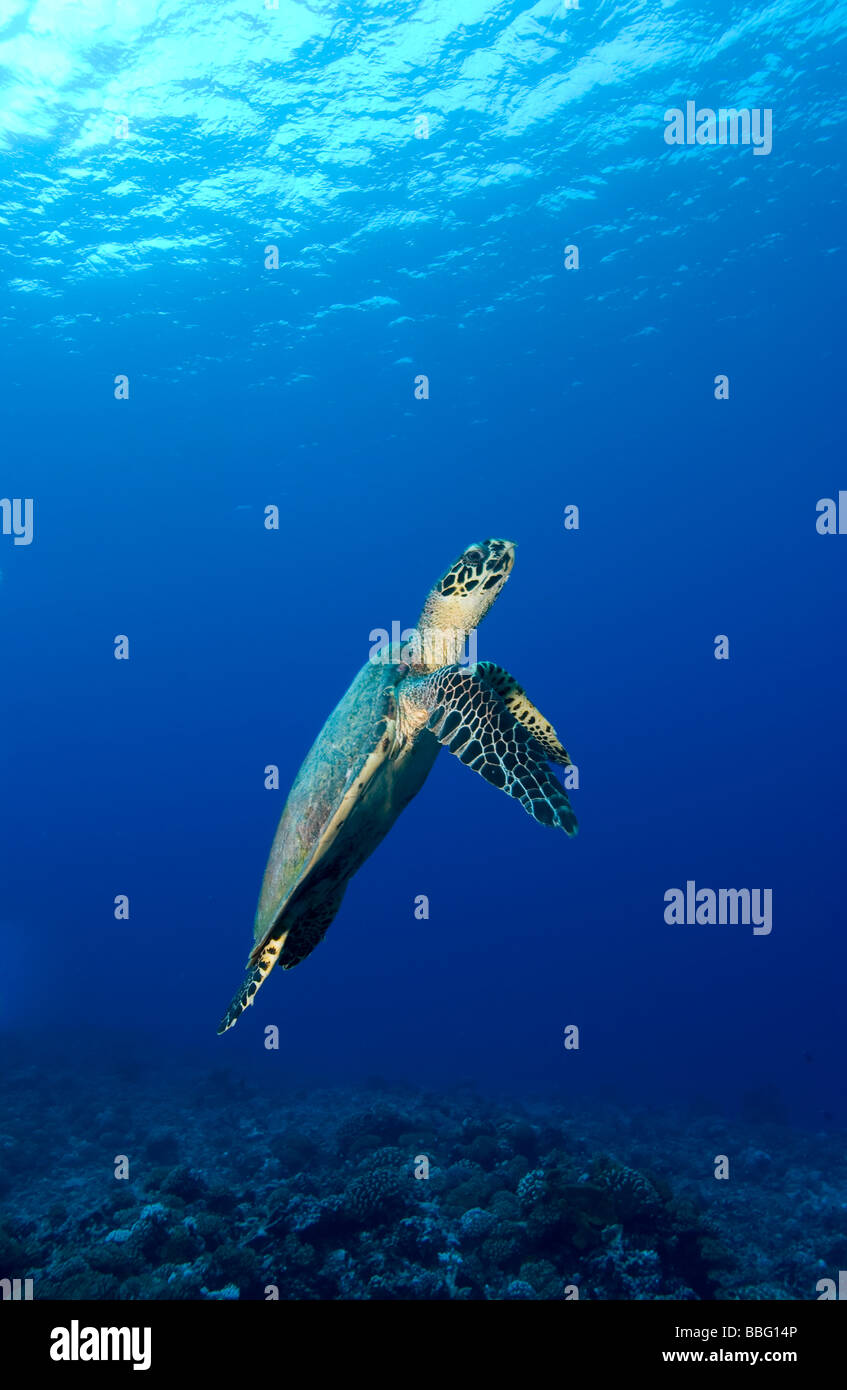 Turtle in mid-water Stock Photo - Alamy