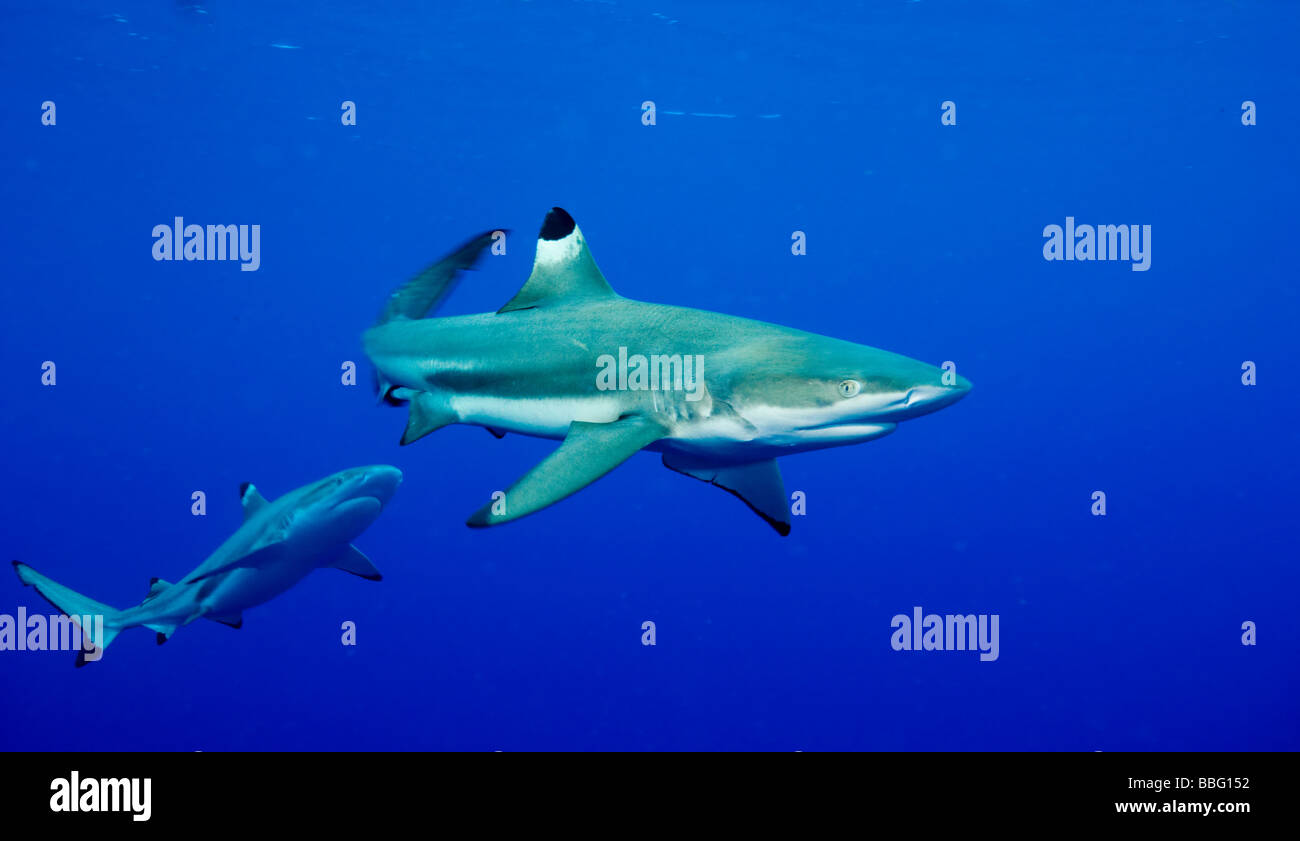 Aggression in Blacktip shark Stock Photo - Alamy