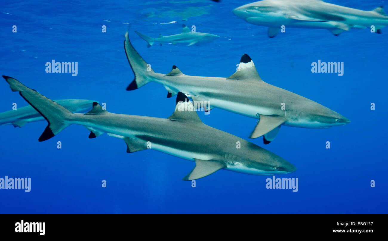 Group blacktip reef shark hi-res stock photography and images - Alamy