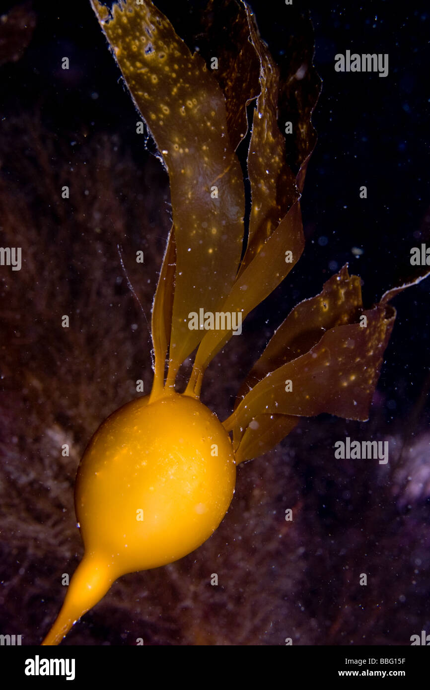 Bladder kelp hi-res stock photography and images - Alamy