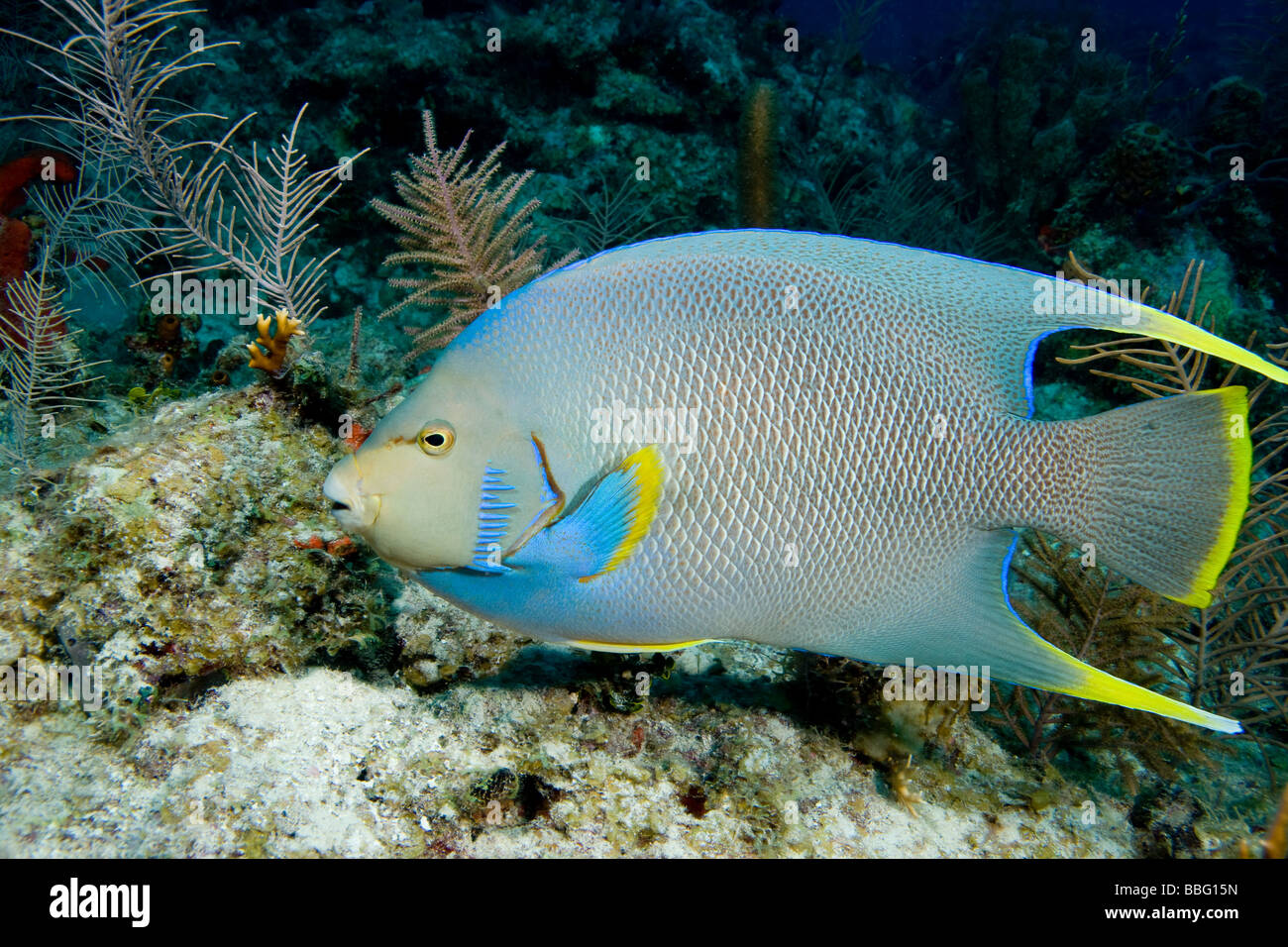 Blue angelfish on coral reef Stock Photo - Alamy