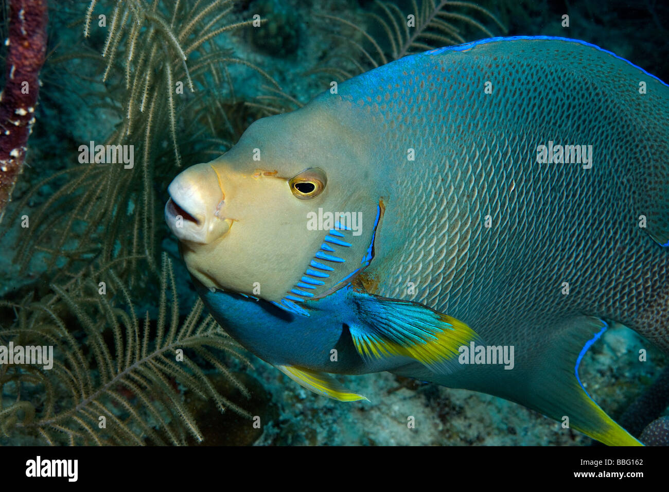 Blue angelfish on reef Stock Photo - Alamy