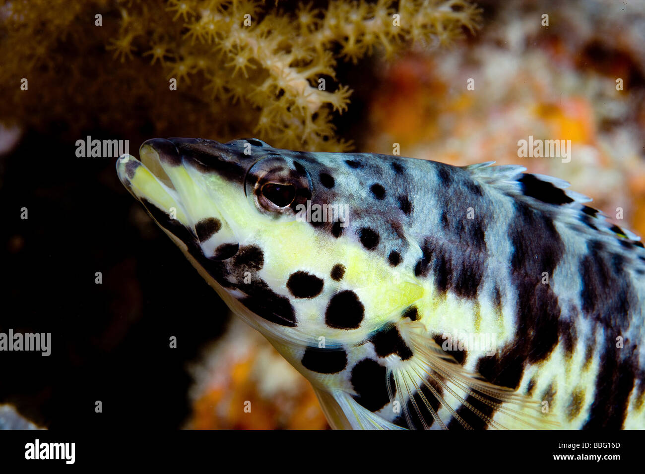 Close-up of Harlequin bass Stock Photo - Alamy