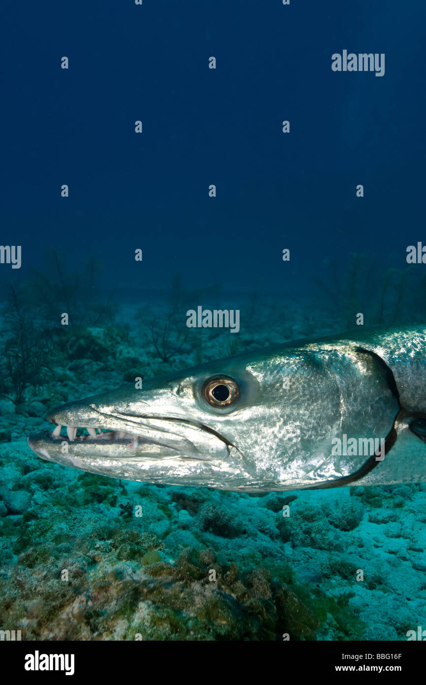 Barracuda hi-res stock photography and images - Alamy