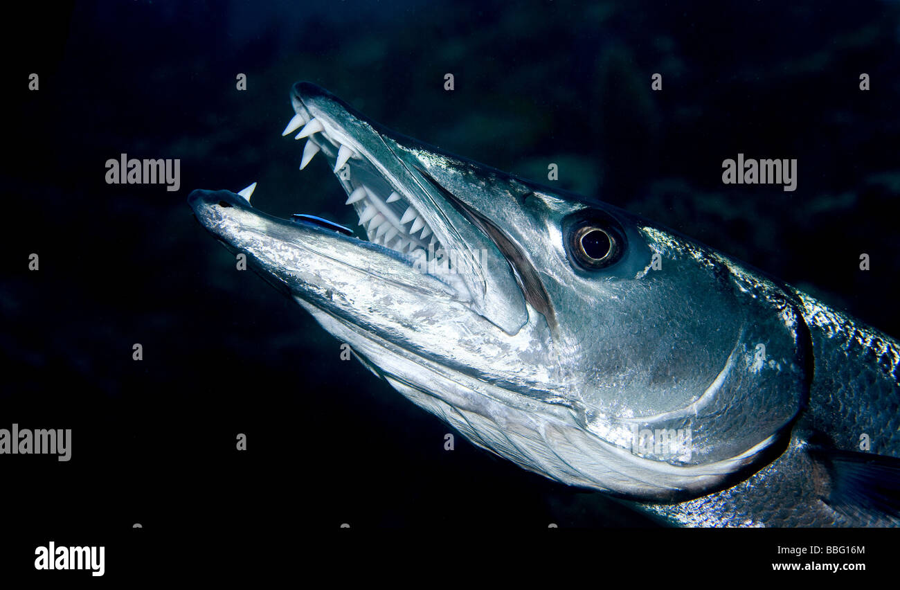 Small barracuda hi-res stock photography and images - Alamy