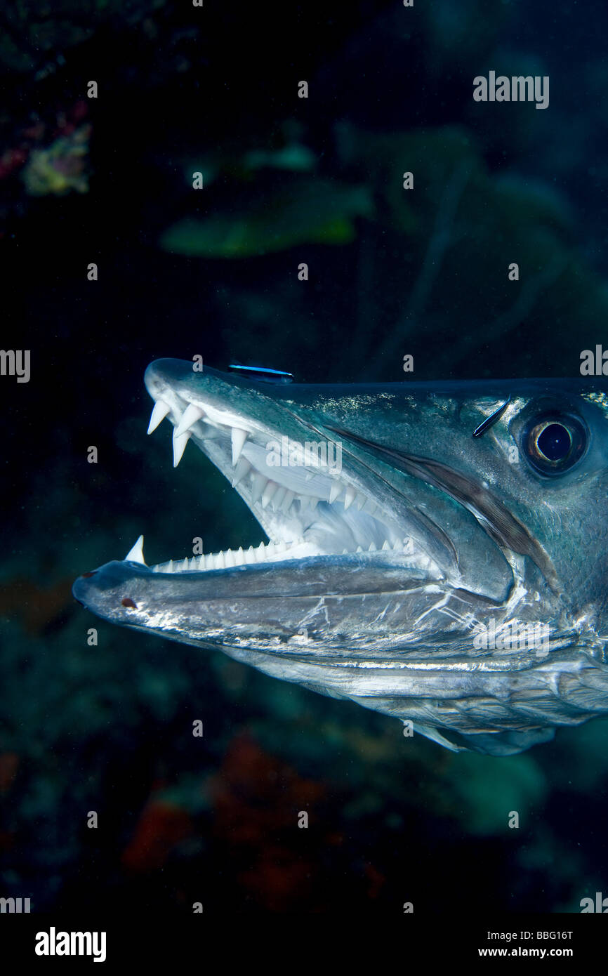 Close-up of Great barracuda Stock Photo - Alamy