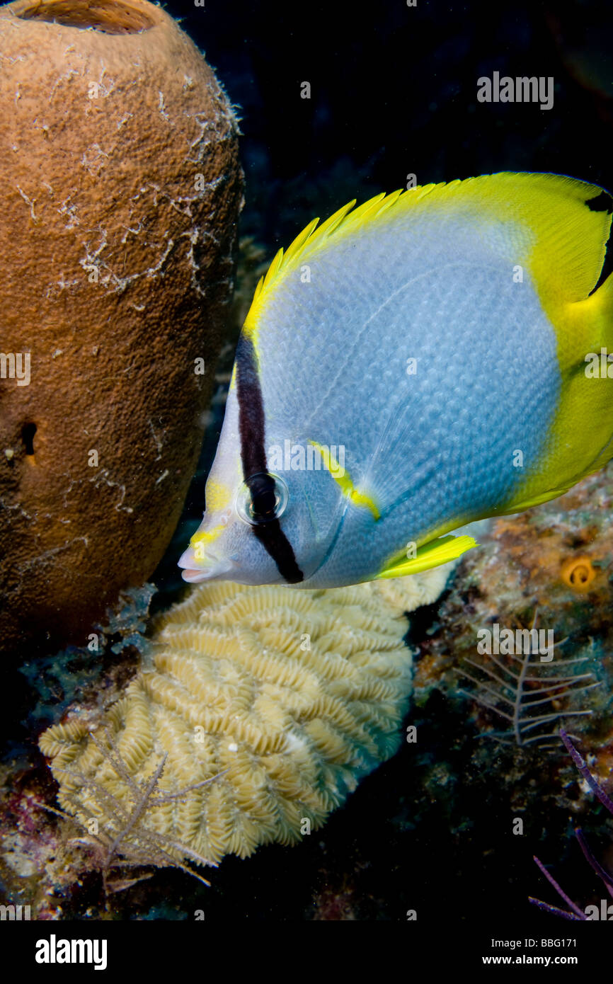 Spot fin butterfly fish on reef Stock Photo - Alamy