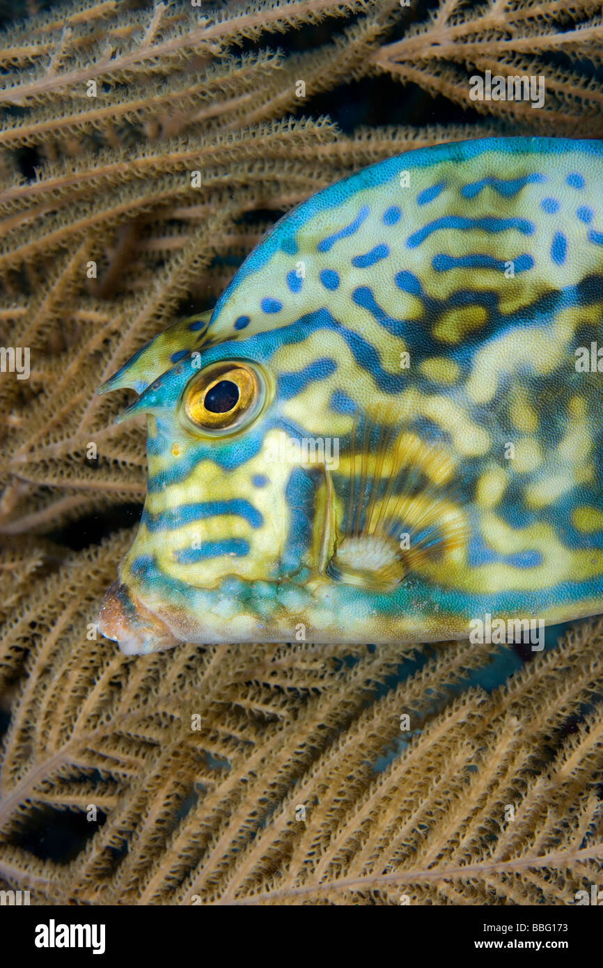 Trunkfish hi-res stock photography and images - Alamy