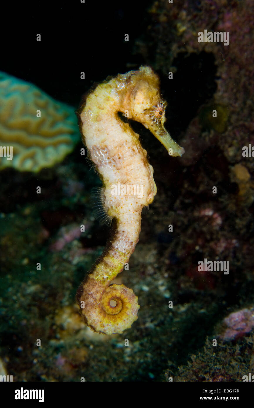 Seahorse face hi-res stock photography and images - Alamy