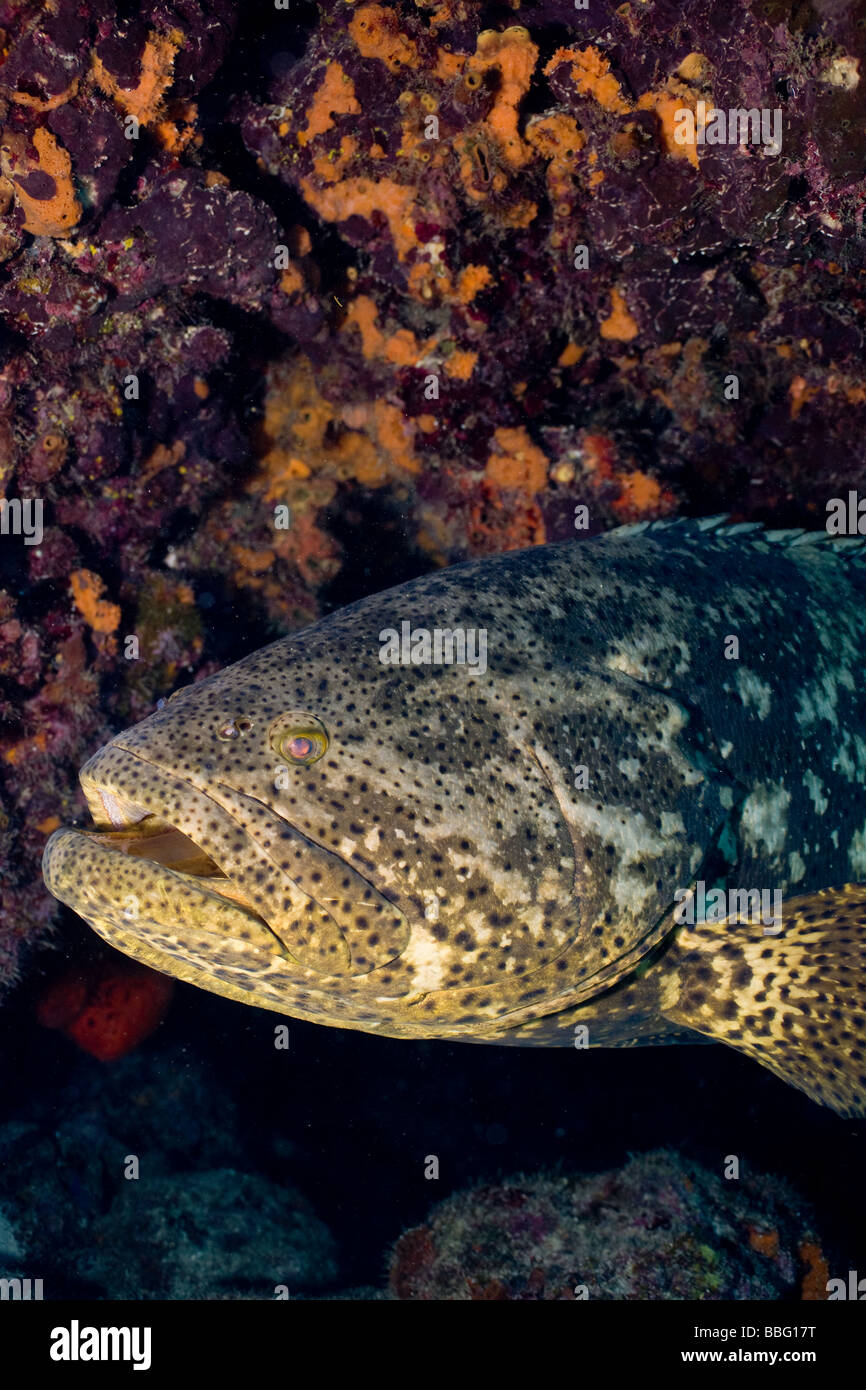 Goliath grouper florida hi-res stock photography and images - Alamy