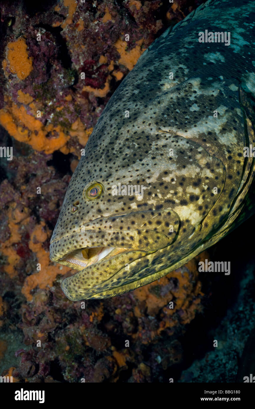 Atlantic goliath grouper hi-res stock photography and images - Alamy